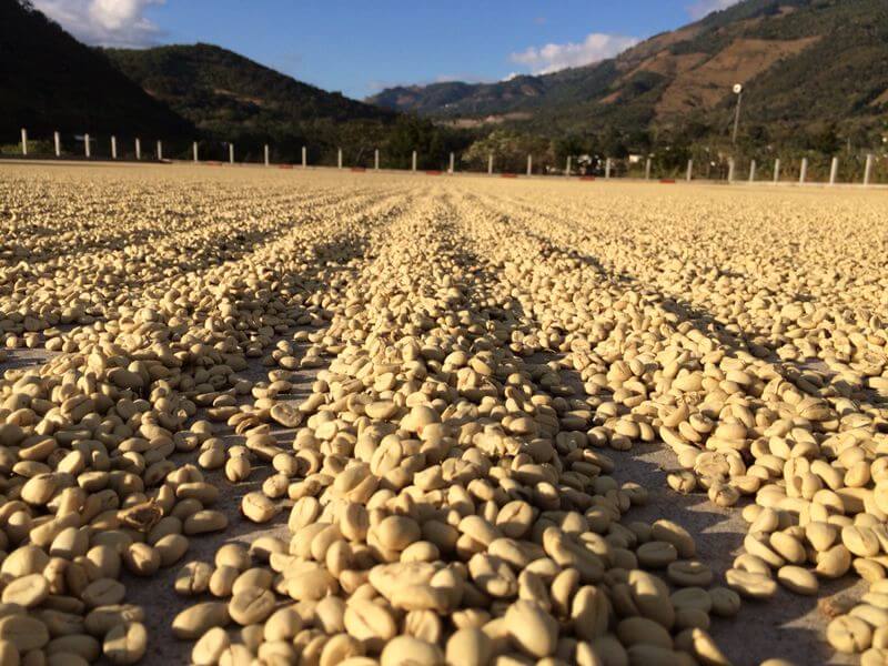 el-morito-10 - Alliance For Coffee Excellence