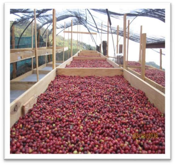 Alliance For Coffee Excellence and Cup of Excellence