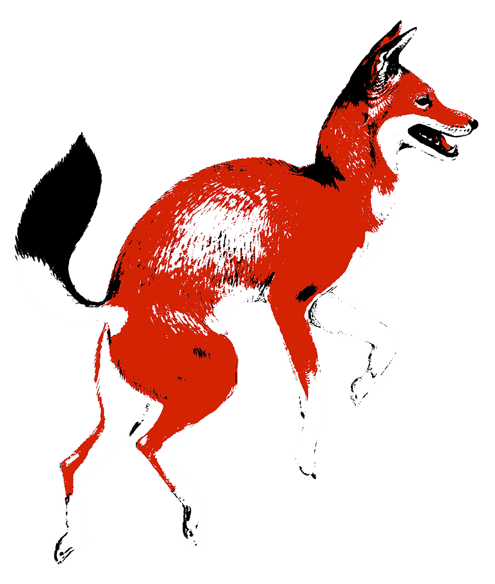 redfox-logo-transparent - Alliance For Coffee Excellence